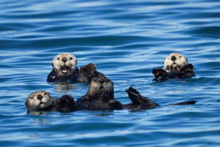 6 Interesting Facts About Sea Otters | Earth.Org