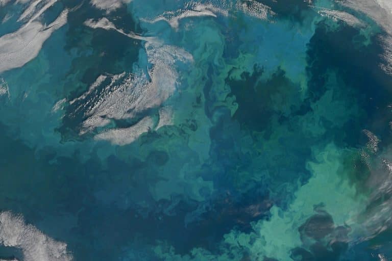 Why Are Plankton So Crucial For Life on Earth – And How Is Climate ...