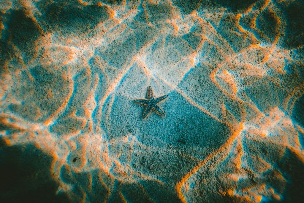 Why We Need a Deep-Seabed Mining Moratorium | Earth.Org