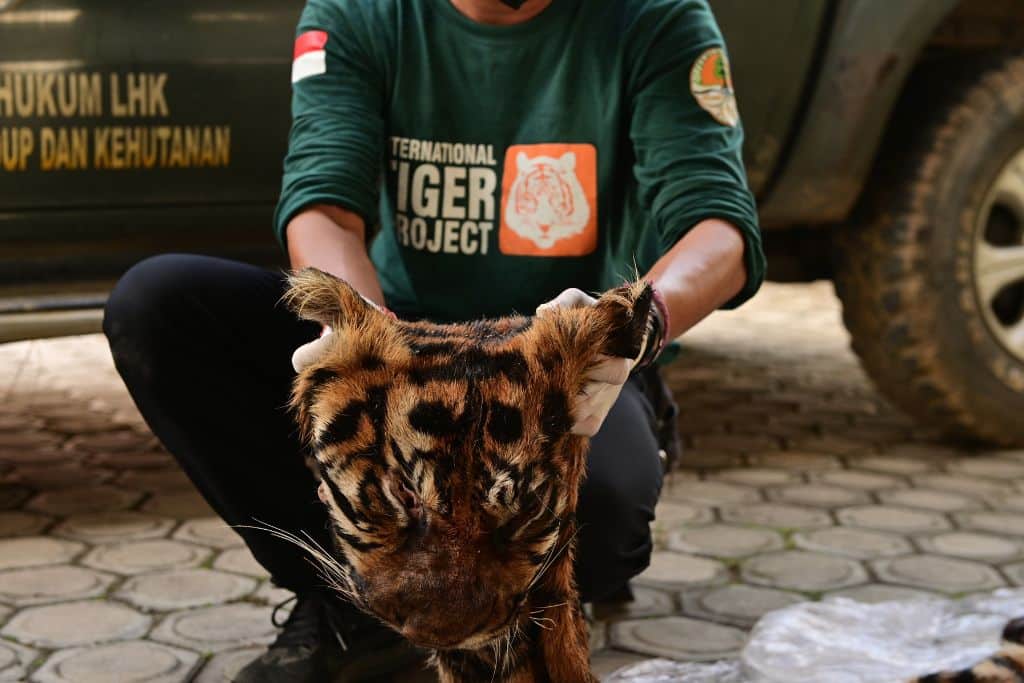The Ongoing Threats Facing Sumatran Tigers | Earth.Org