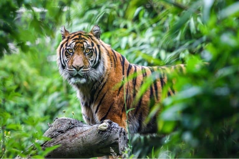 The Ongoing Threats Facing Sumatran Tigers | Earth.Org