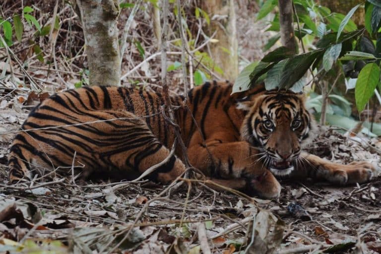 The Ongoing Threats Facing Sumatran Tigers | Earth.Org
