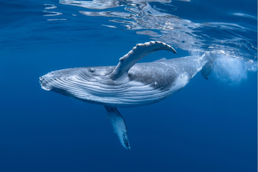 Why Biomimicry Is Our Biggest Problem-Solving Ally