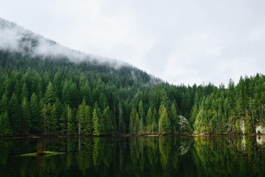 How Forest Restoration Can Help Us Combat Climate Change