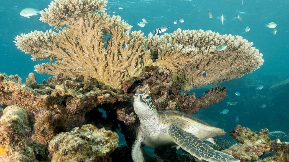 Earth’s First Tipping Point: The Unseen Crisis of Coral Reefs and the ...