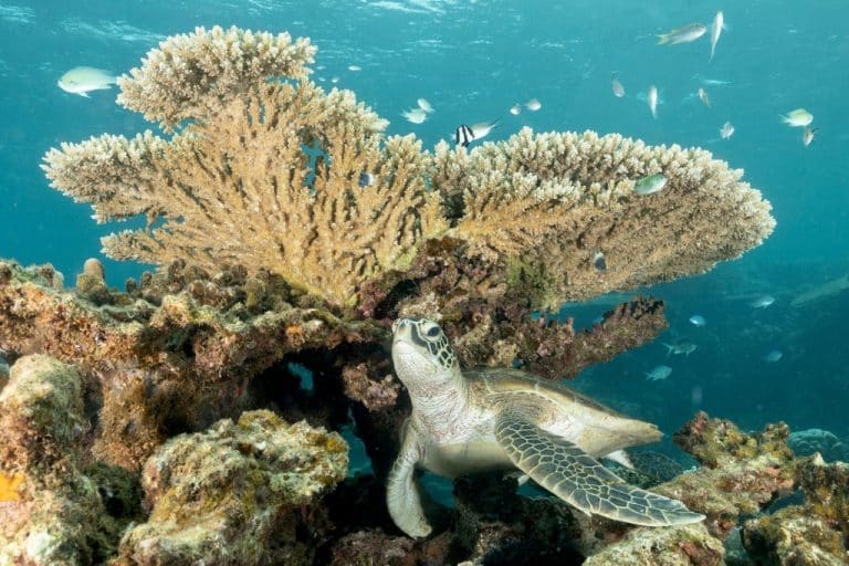Green Sea Turtles No Longer Endangered in Conservation Win