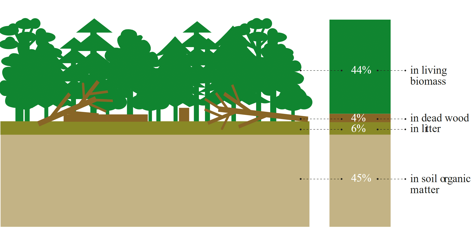 How Forest Restoration Can Help Us Combat Climate Change