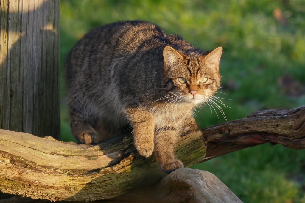 Rewilding in Practice: The Return of the Scottish Wildcat