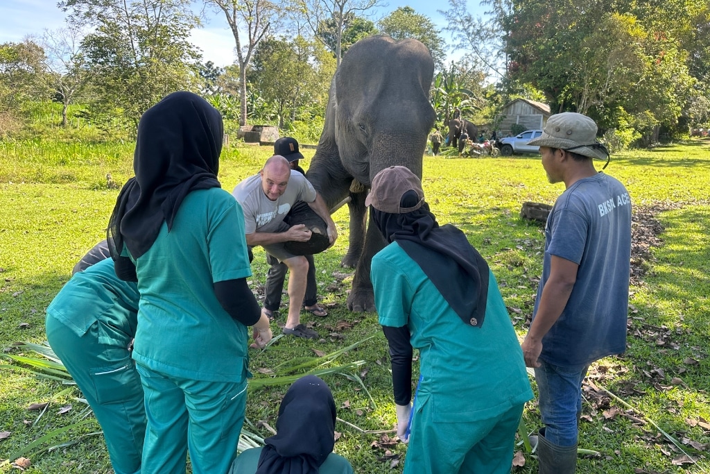 This Initiative Is Training Wildlife Vets to Save Sumatran Elephants