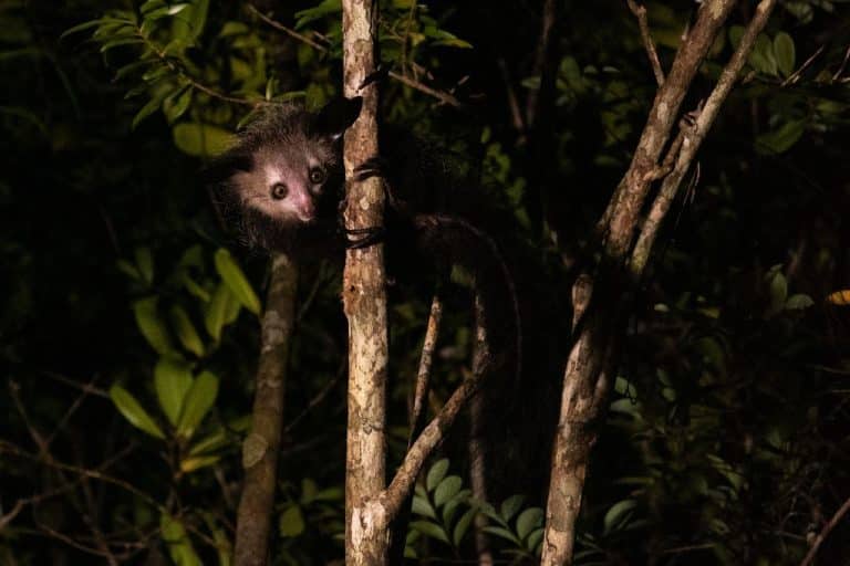 Aye-Aye: Between Preservation and Economic Pressures