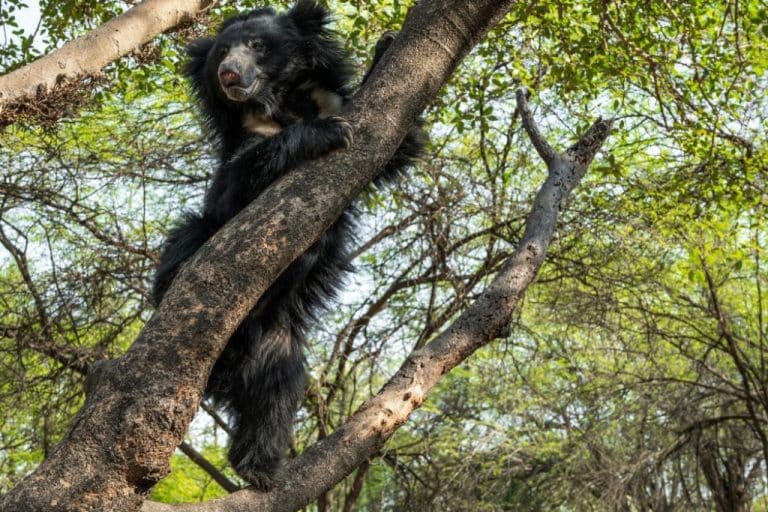 5 Reasons Sloth Bears Have a Hopeful Future | Earth.Org