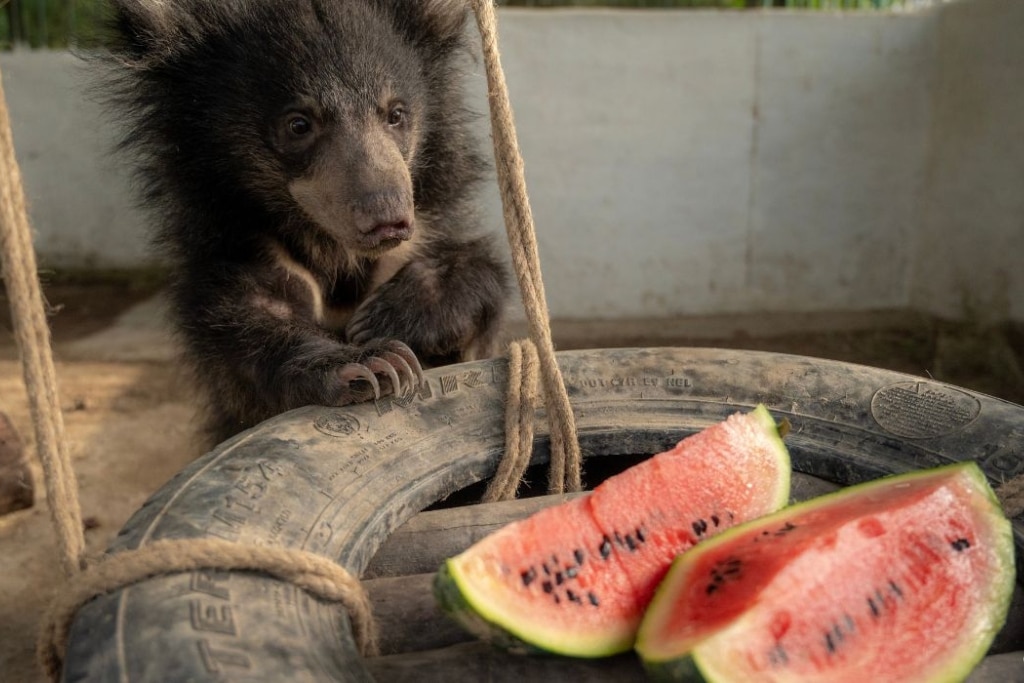 5 Reasons Sloth Bears Have a Hopeful Future | Earth.Org