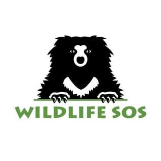 5 Reasons Sloth Bears Have a Hopeful Future | Earth.Org