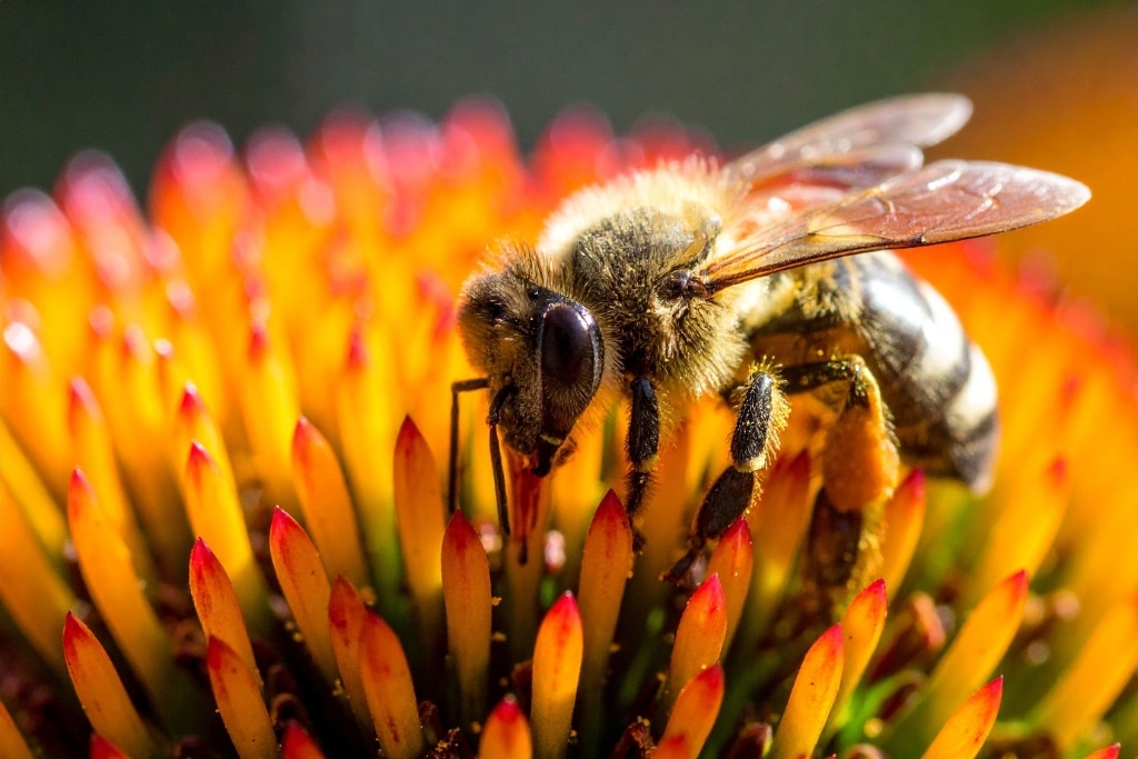 Why Pollinators Matter More than You Think | Earth.Org