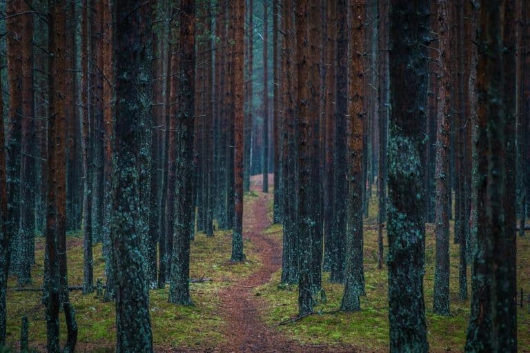 Between Culture and Politics: The Incredible Legacy of Pines