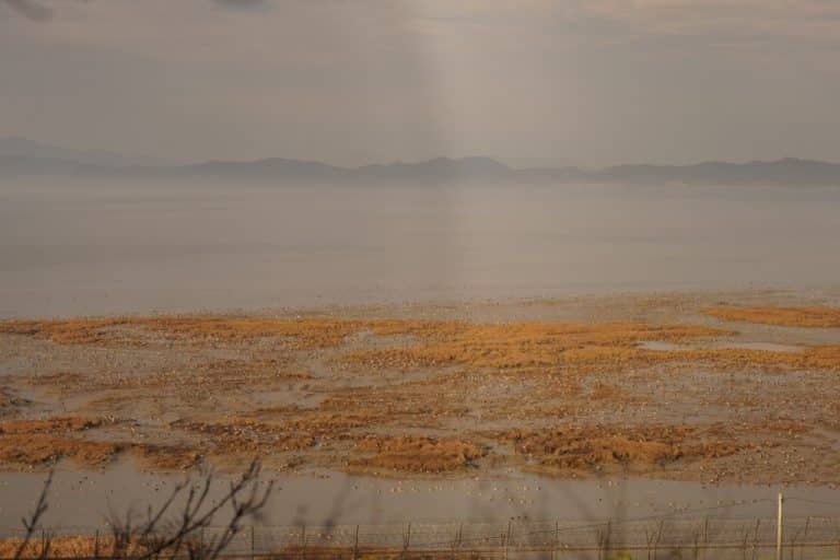 How the Korean DMZ Turned Into a Wildlife Sanctuary