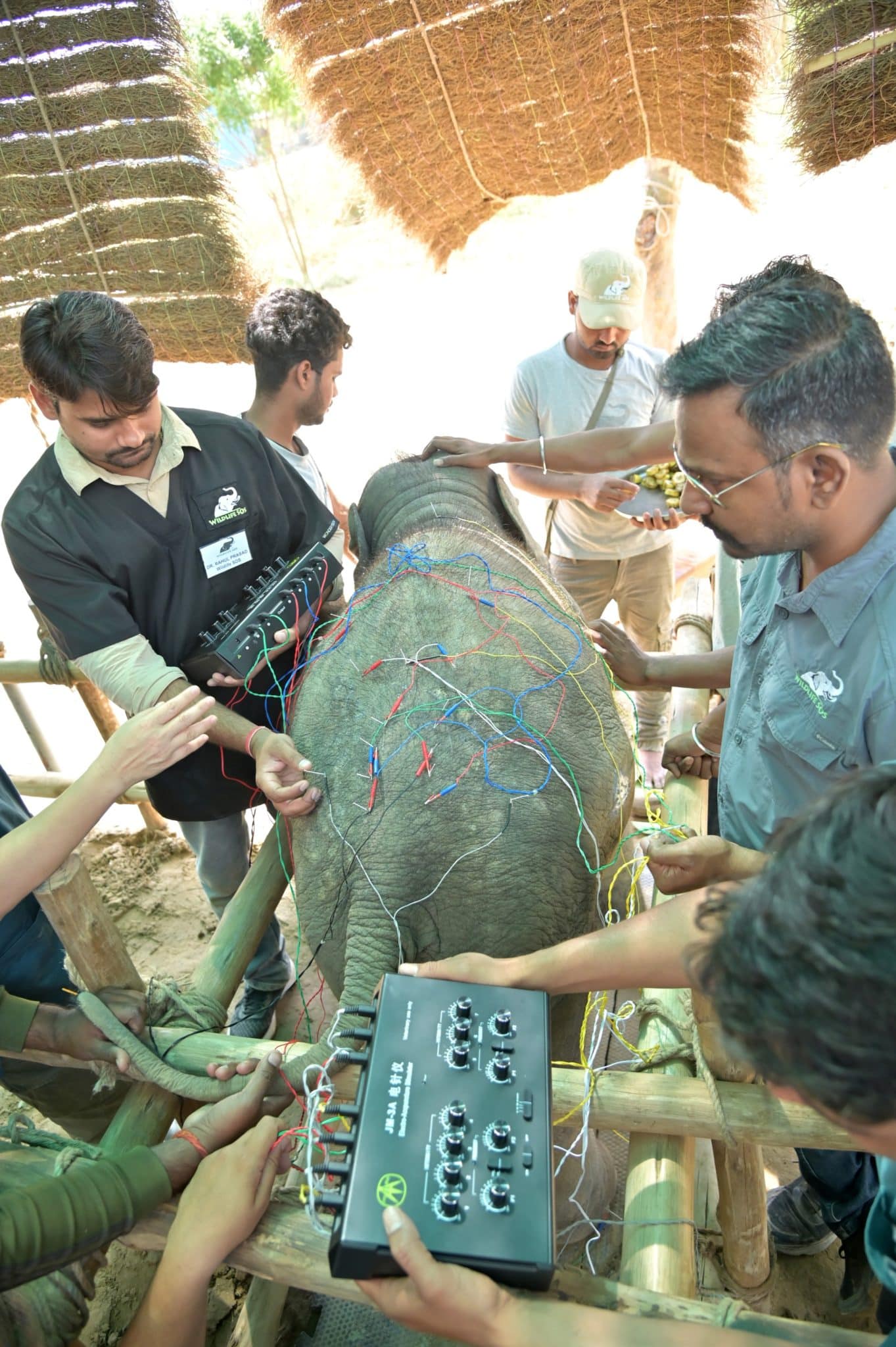 The Role of Acupuncture in Elephant Care | Earth.Org