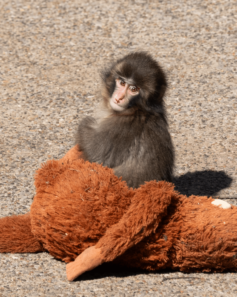 Punch the Monkey Exposes Dangers of Social Media Stardom